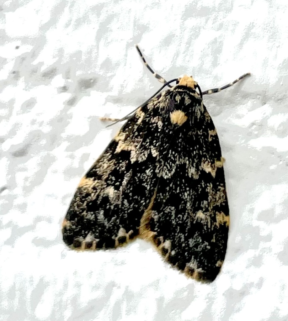 Halone coryphoea from Rene St, Chapman, ACT, AU on October 16, 2023 at ...