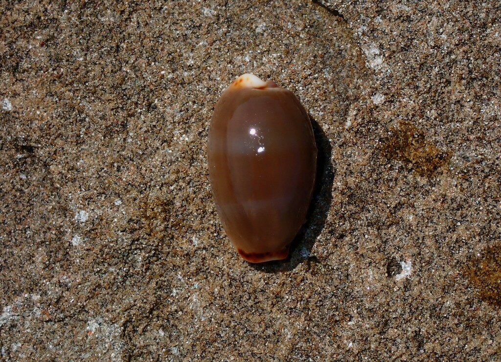 lined-lip cowrie from Central Coast NSW, Australia on October 11, 2023 ...