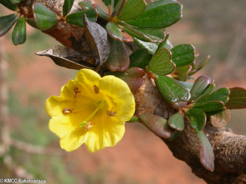 Rhigozum madagascariense · iNaturalist