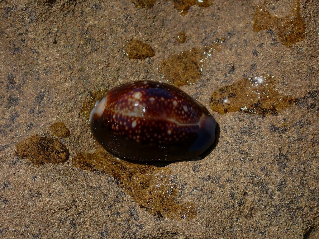 Snakehead Cowrie from Central Coast NSW, Australia on October 11, 2023 ...