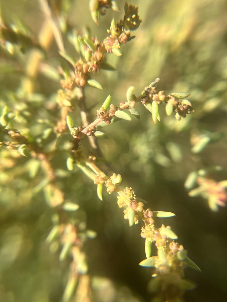 Annual Seepweed from Corpus Christi, TX, US on October 16, 2023 at 05: ...