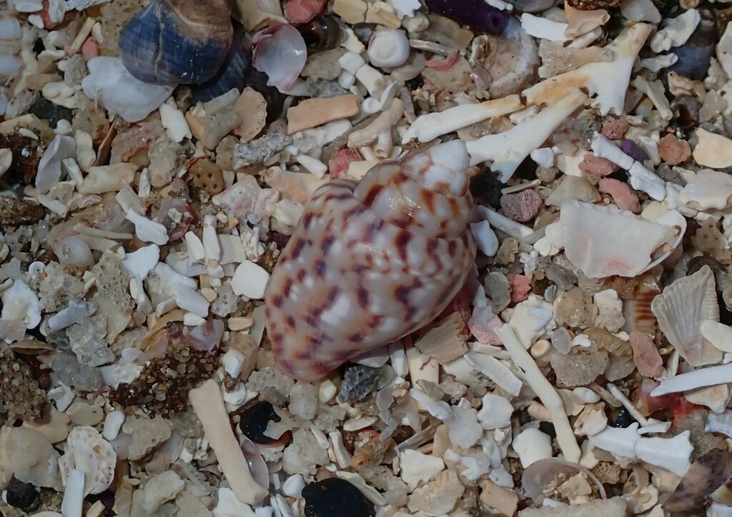 Dotted Dove Shell from Central Coast NSW, Australia on October 11, 2023 ...