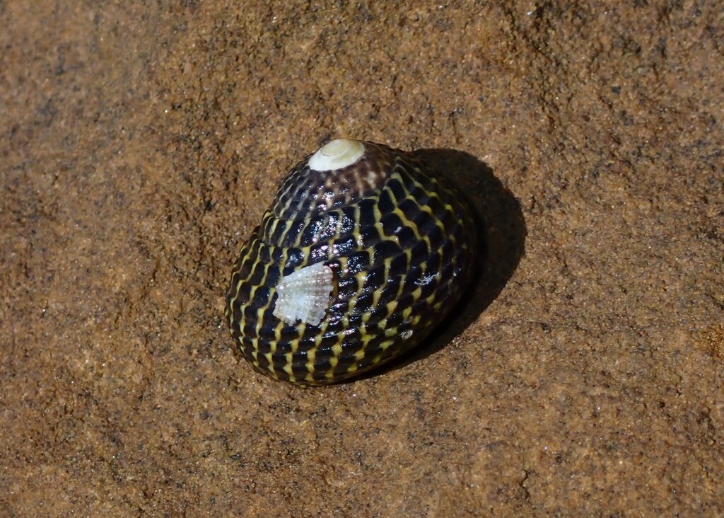 Diloma concameratum from Central Coast NSW, Australia on October 11 ...