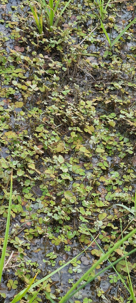 Common Nardoo from Holbrook NSW 2644, Australia on October 15, 2023 at ...