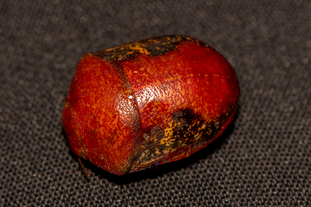 Red Jewel Bug from West Wodonga VIC 3690, Australia on October 16, 2023 ...