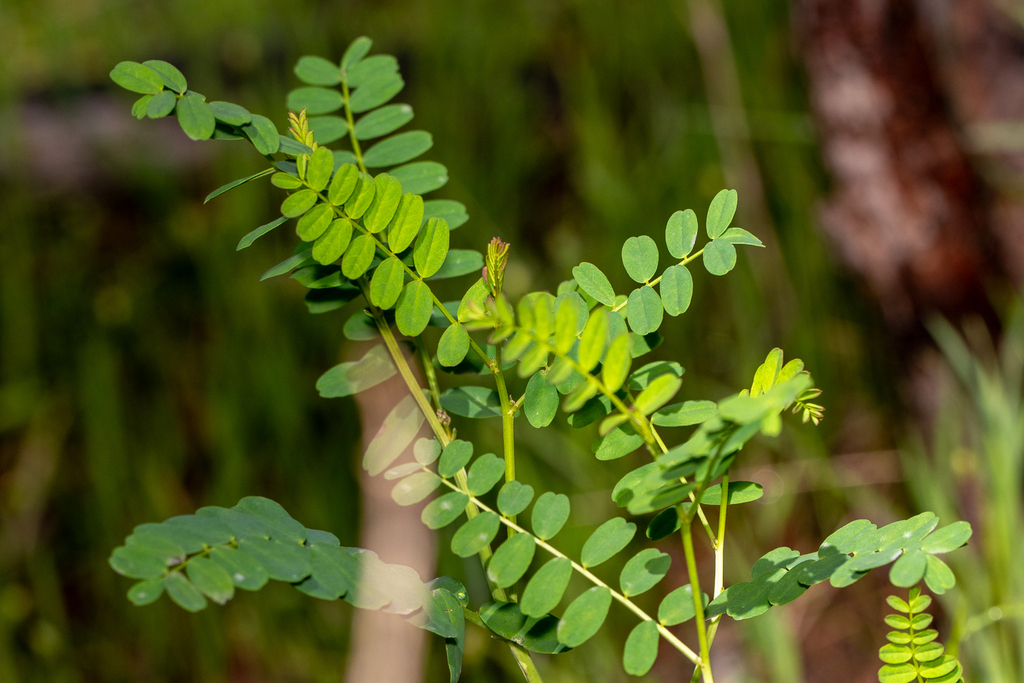 Smooth Darling Pea from West Wodonga VIC 3690, Australia on October 16 ...