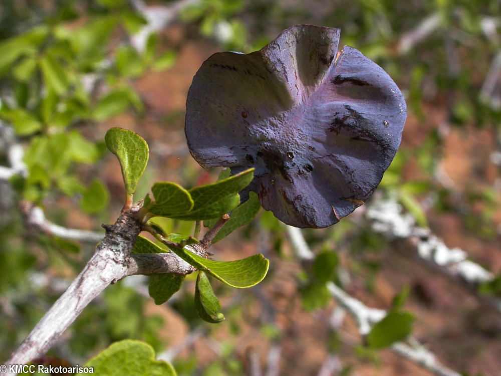 (Terminalia cyanocarpa) - Botanical Realm