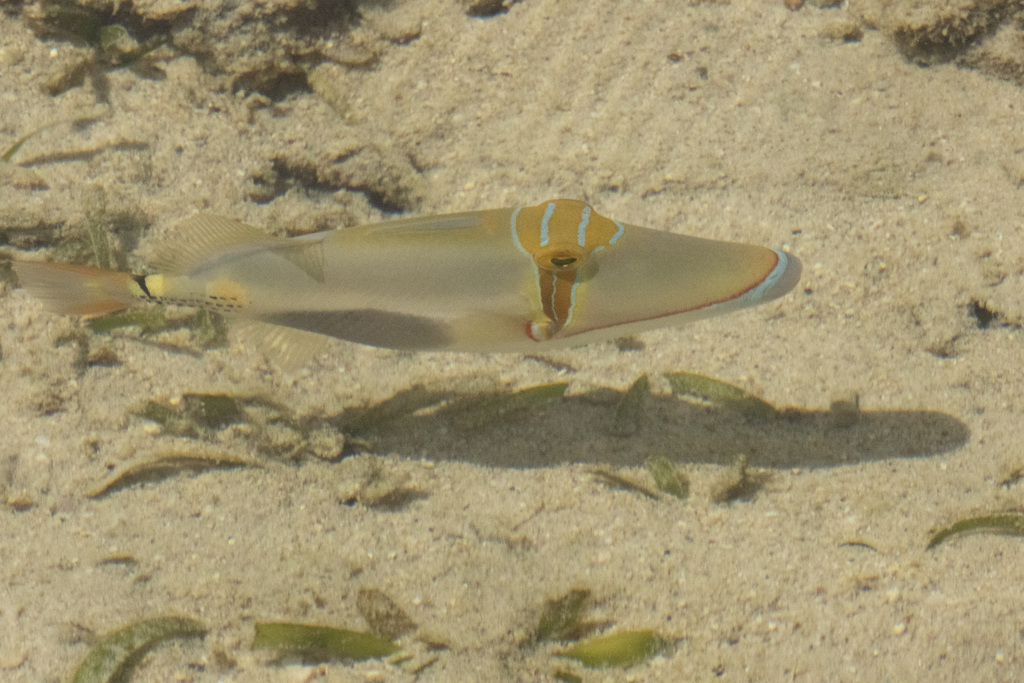 Blackpatch Triggerfish from Kimbe Bay, PG on July 19, 2023 at 12:57 PM ...