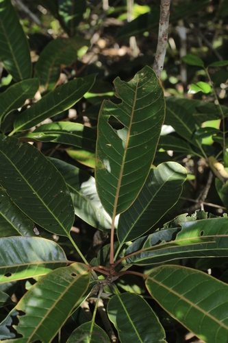 Pycnandra longipetiolata · iNaturalist