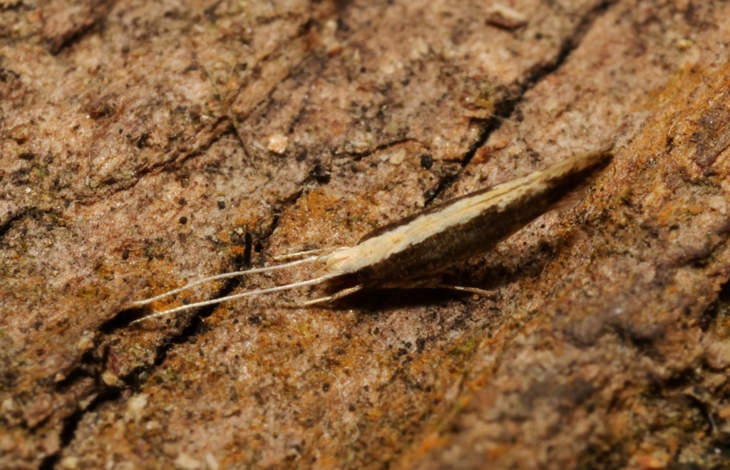 Labdia oxychlora from Hong Kong on October 15, 2023 at 07:30 PM by sk2 ...