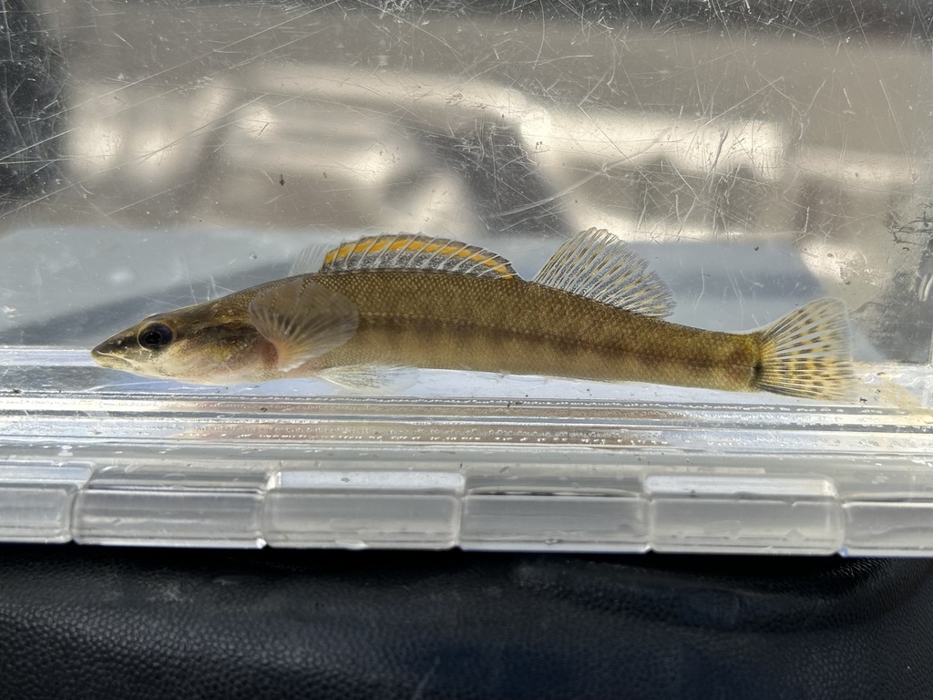 Sharpnose Darter in October 2023 by knp_aquaticzoologist · iNaturalist