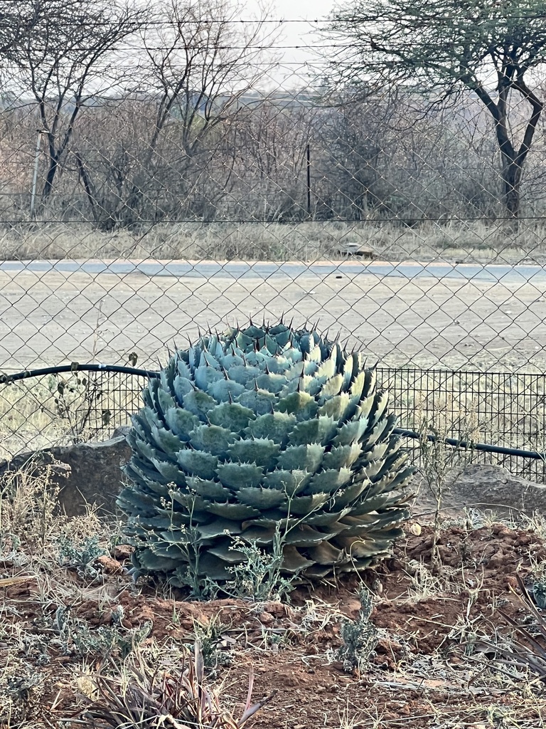 Agave guadalajarana from 18, Matabeleland South, ZW on October 11, 2023 ...
