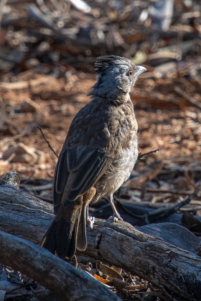 Crested Bellbird from Bakara Conservation Park on April 2, 2021 at 09: ...