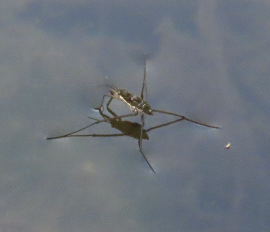 North American Common Water Strider from Clio, CA 96106, USA on October ...