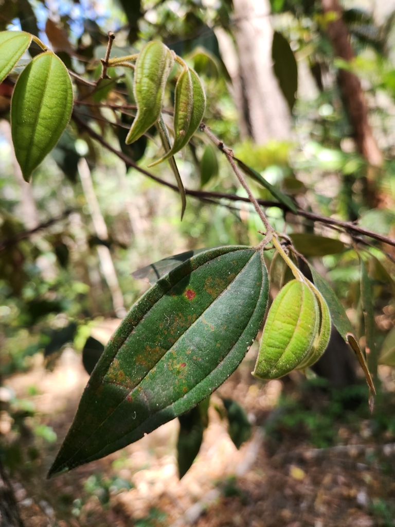 scrub turpentine from Clagiraba QLD 4211, Australia on October 17, 2023 ...