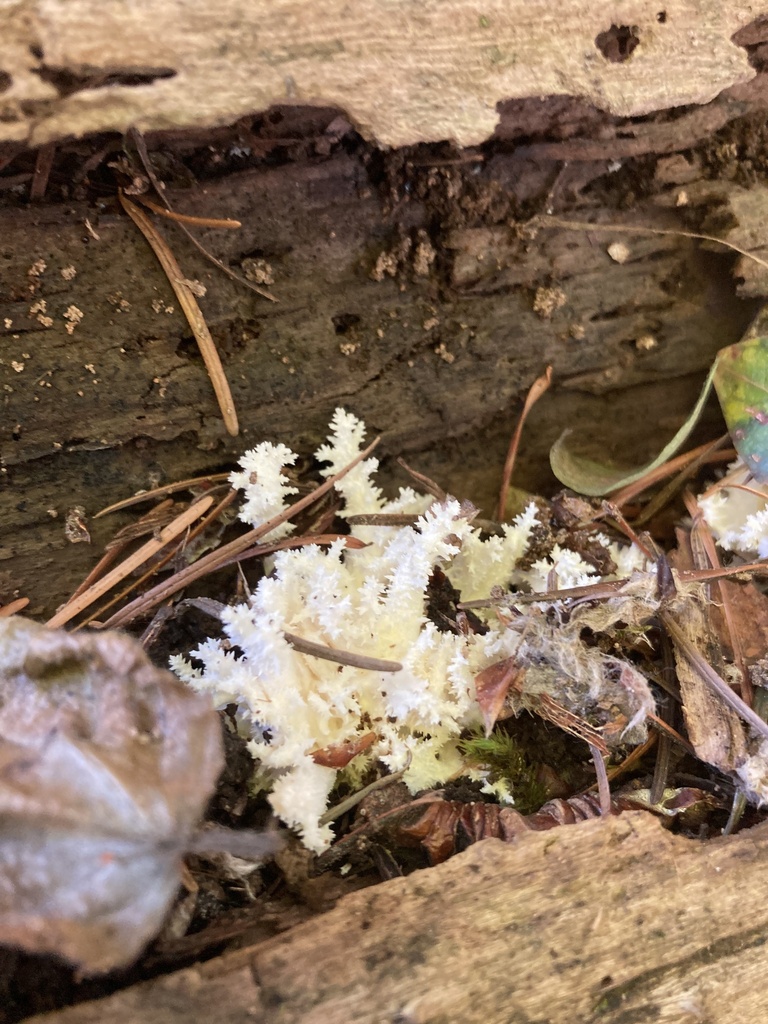 Coral tooth fungus from SE Harney Dr, Portland, OR, US on October 5 ...