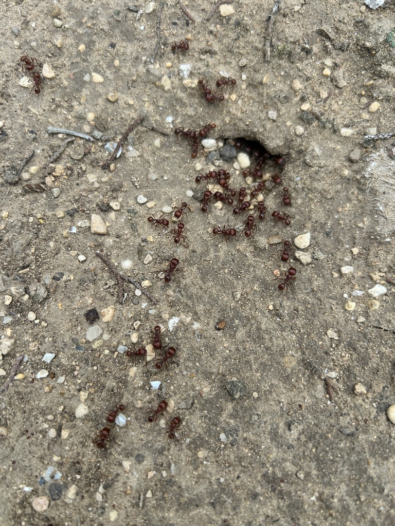 Solenopsis Fire Ants and Thief Ants from Northwest Side, San Antonio ...