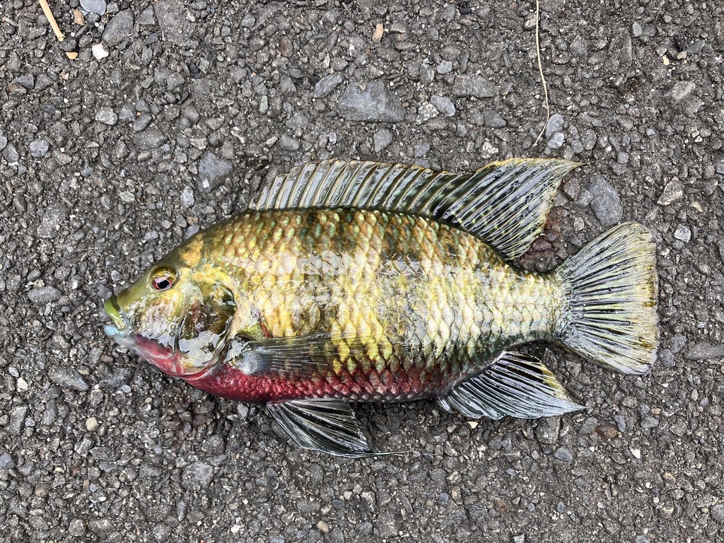 Redbelly Tilapia (Coptodon zillii) - Marine Life Identification