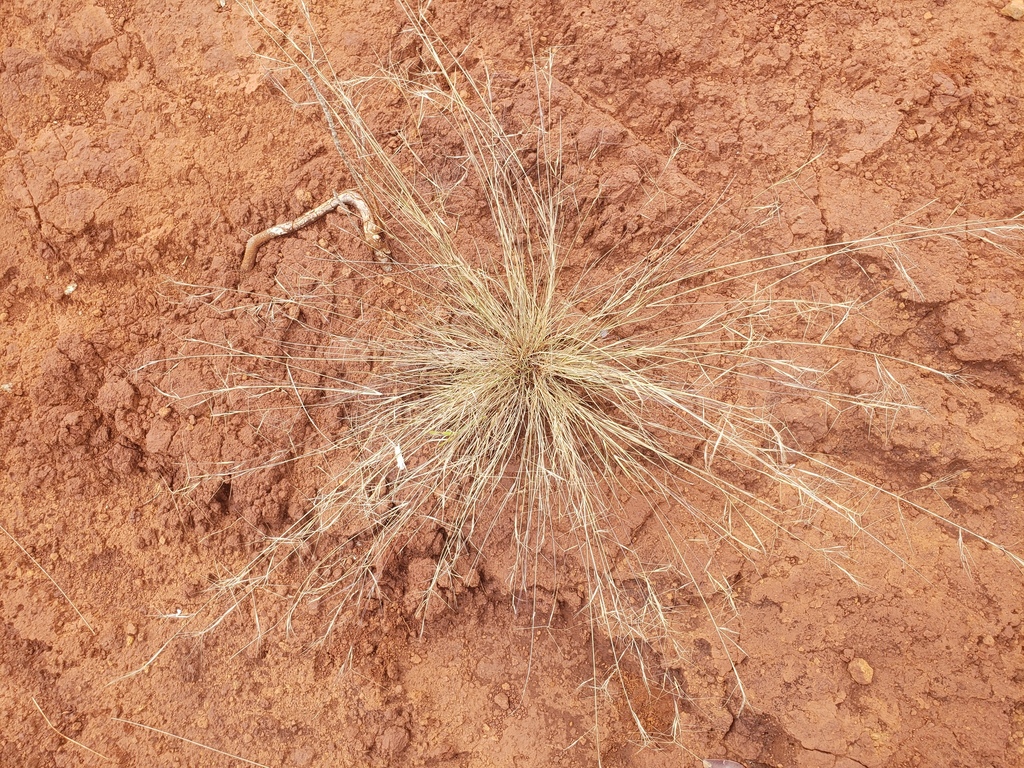 Aristida portoricensis (BVI target List) · iNaturalist