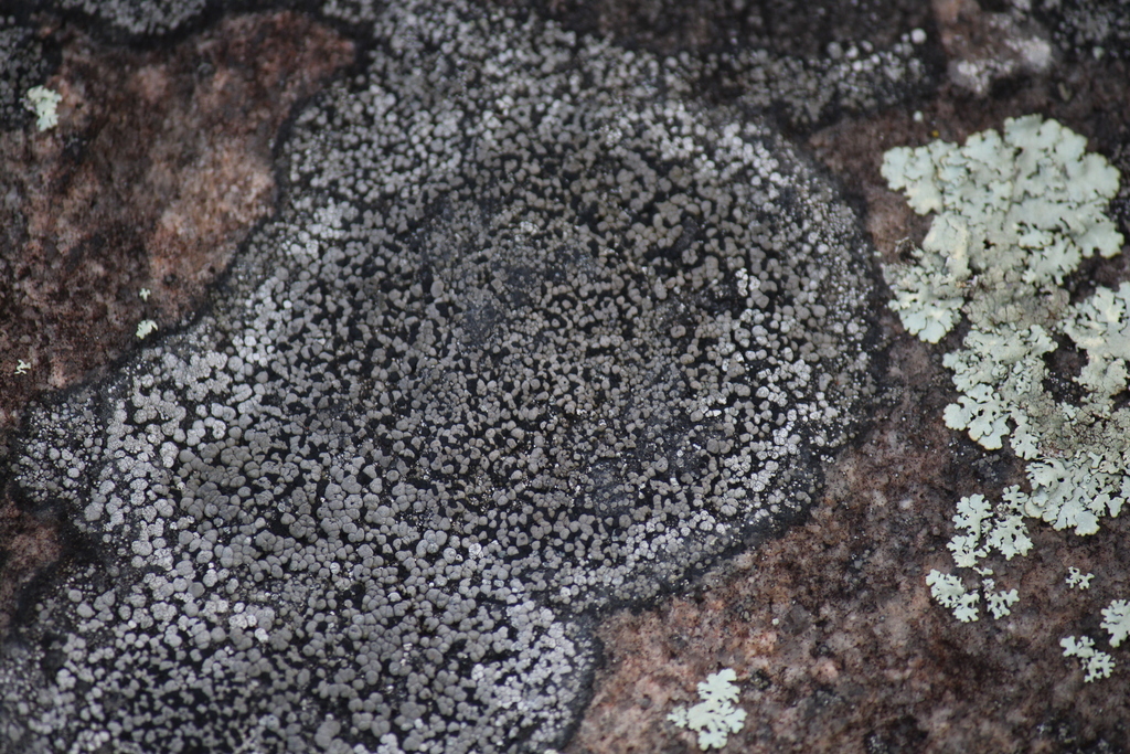 Subgenus Phaeothallus from Thunder Bay District, ON, Canada on October ...