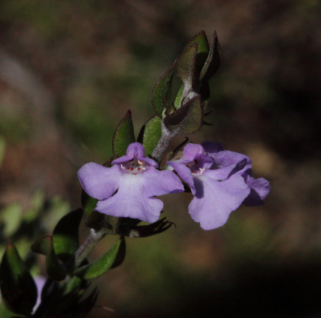 Microcorys purpurea from Wellstead WA 6328, Australia on October 4 ...