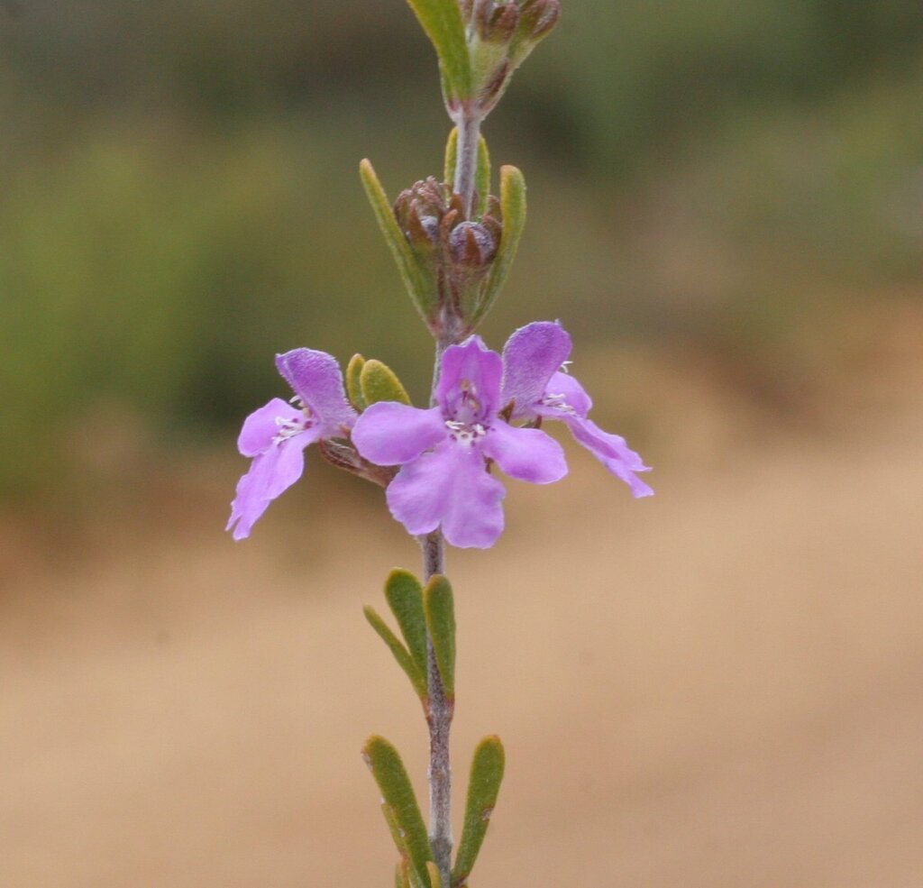 Microcorys subcanescens from Cape Arid WA 6452, Australia on November ...