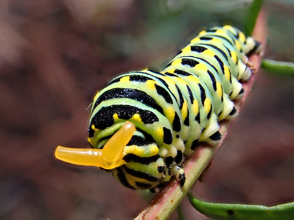 Old World Swallowtail from Fort Steele, BC V0B 1N0, Canada on October ...
