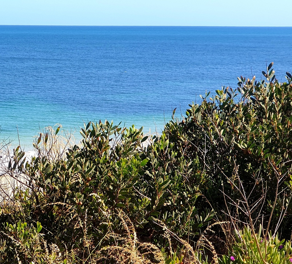 coastal wattle from Normanville Beach on October 17, 2023 at 10:23 AM ...