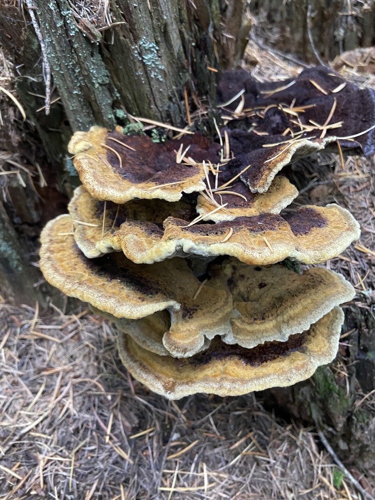 Dyer's Polypore from Mica, WA, US on October 16, 2023 at 03:02 PM by ...