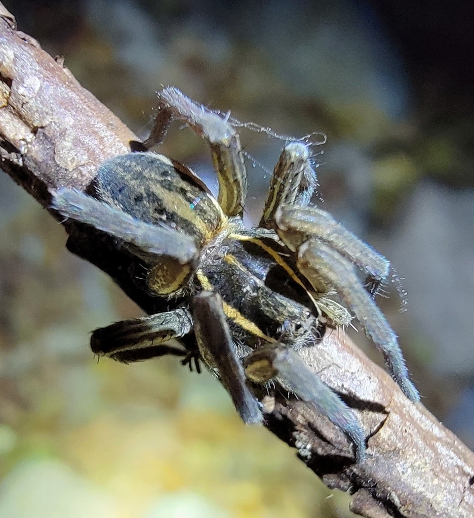 Dolomedes raptor from Yanbian Korean, CN-JL, CN on October 16, 2023 at ...