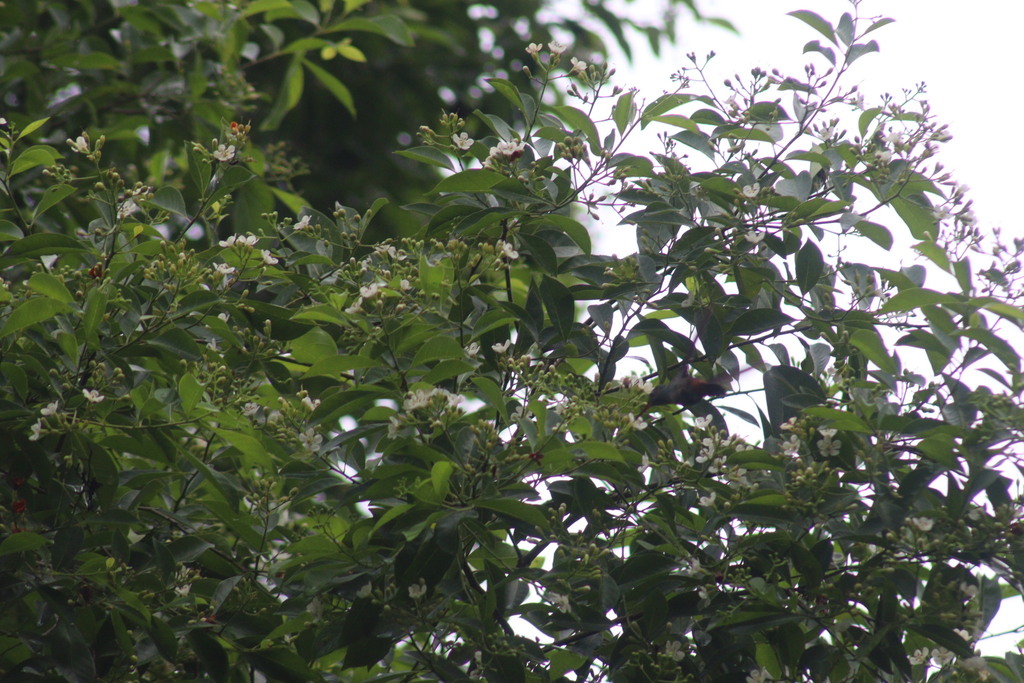 Cordia stellifera from Ocosingo, Chis., México on July 29, 2023 at 05: ...