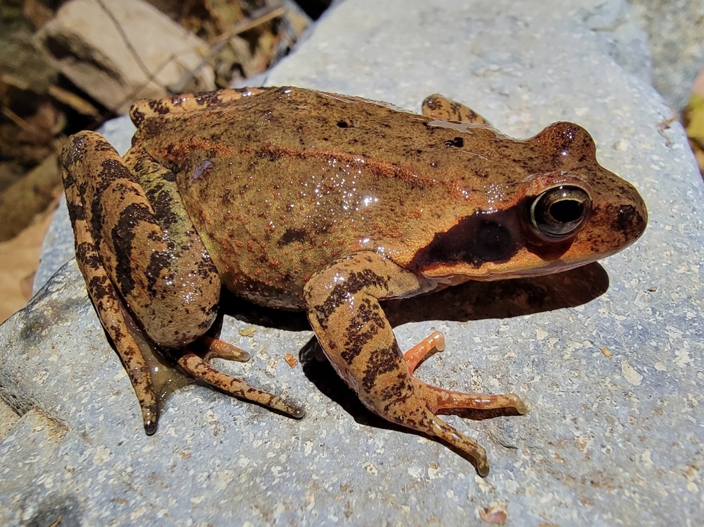 Dybowski's Frog from Yanbian Korean, CN-JL, CN on October 16, 2023 at ...