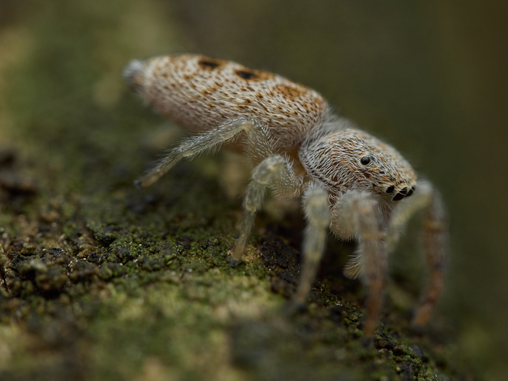 Common Hentz Jumping Spider from Milton, ON, Canada on October 16, 2023 ...