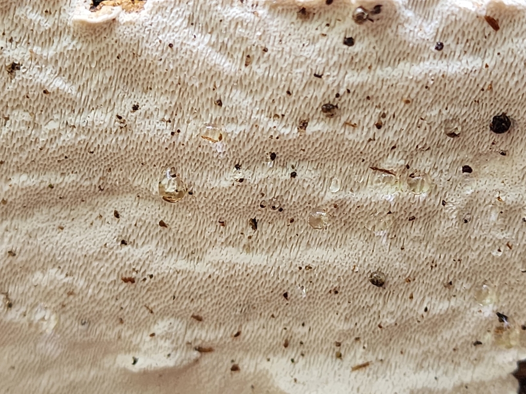 Fomitopsis serialiformis from Jamestown Township, IN, USA on October 15 ...