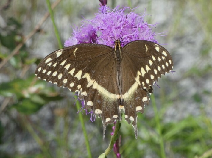 Palamedes Swallowtail from Florida, Hernando, Chassahowitzka Wildlife ...