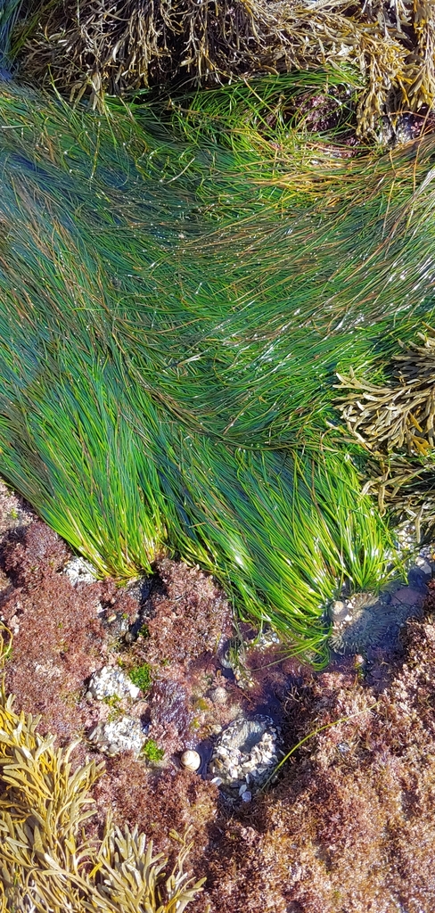 Torrey's Surfgrass from MONARCH BAY, CA 92629, USA on October 15, 2023 ...