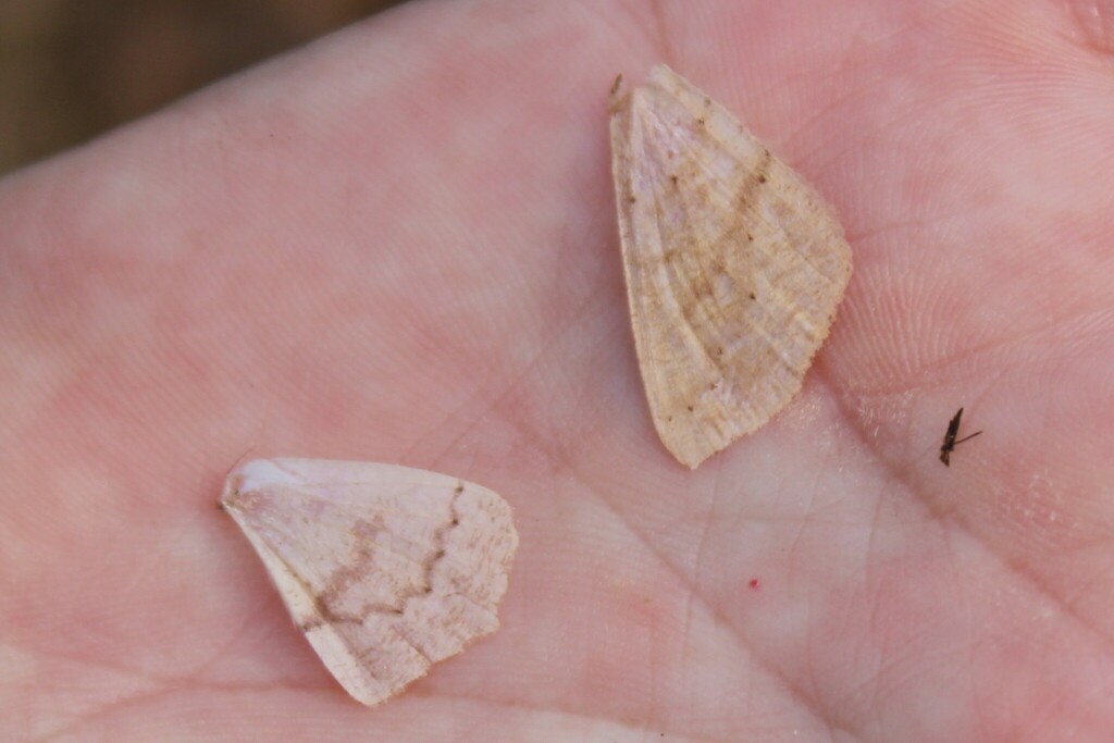 Omnivorous Looper from Tennessee Valley, California, California 94941 ...