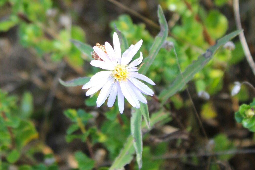 Pacific Aster from Tennessee Valley, California, California 94941, USA ...