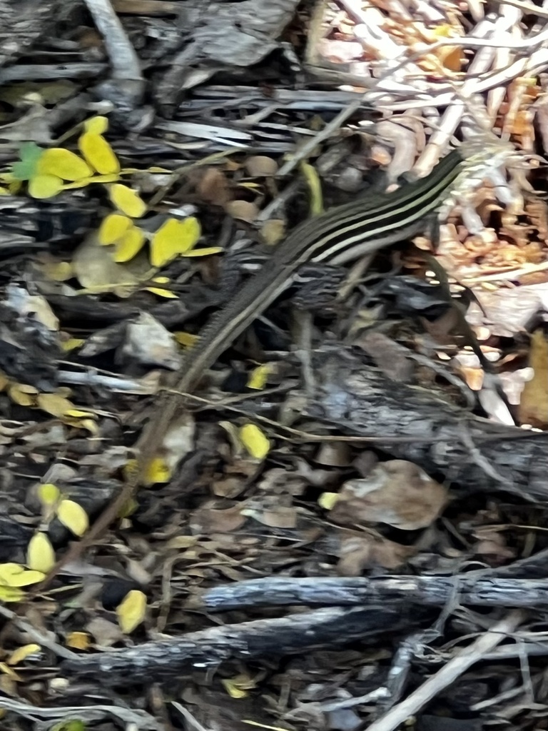 Common Spotted Whiptail from Green Jay Rd, Alamo, TX, US on October 15 ...