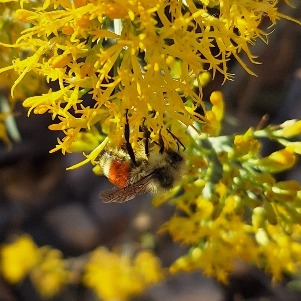 Hunt's Bumble Bee from Bryce Canyon City, UT 84764, USA on October 16 ...