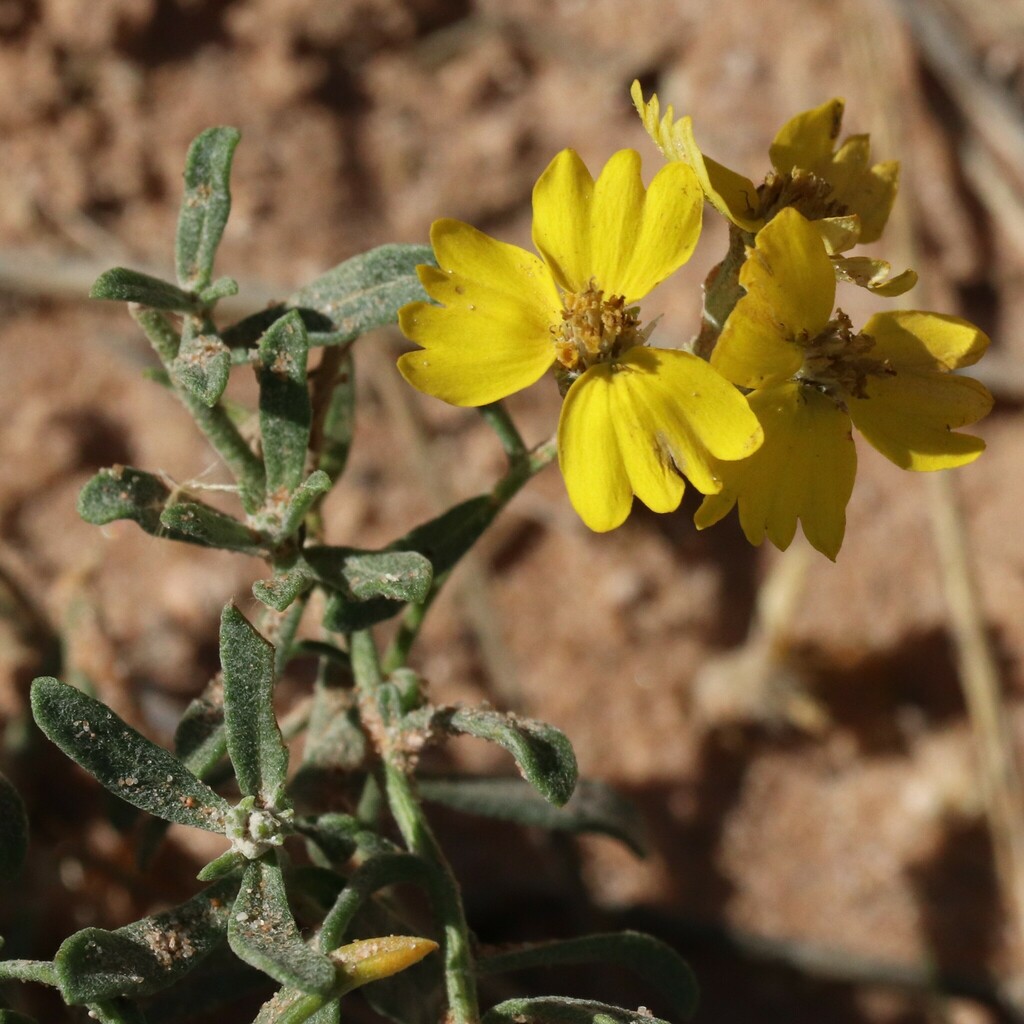 woolly paperflower from Andrews County, TX, USA on October 14, 2023 at ...