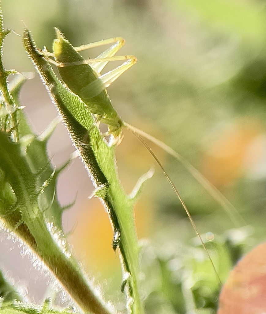 Common Tree Crickets from Corpus Christi, TX, US on October 16, 2023 at ...