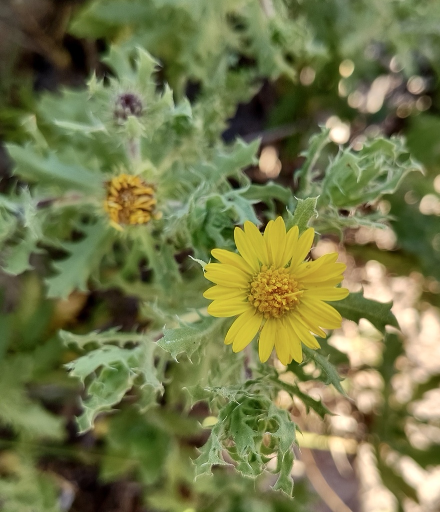 Camphor Daisy from Corpus Christi, TX, US on October 16, 2023 at 05:44 ...