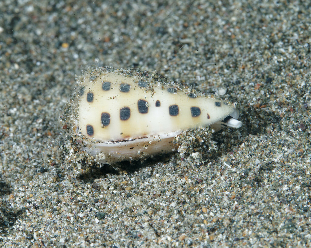 Ivory Cone from Mabini, Batangas, Philippines on June 21, 2023 at 06:17 ...