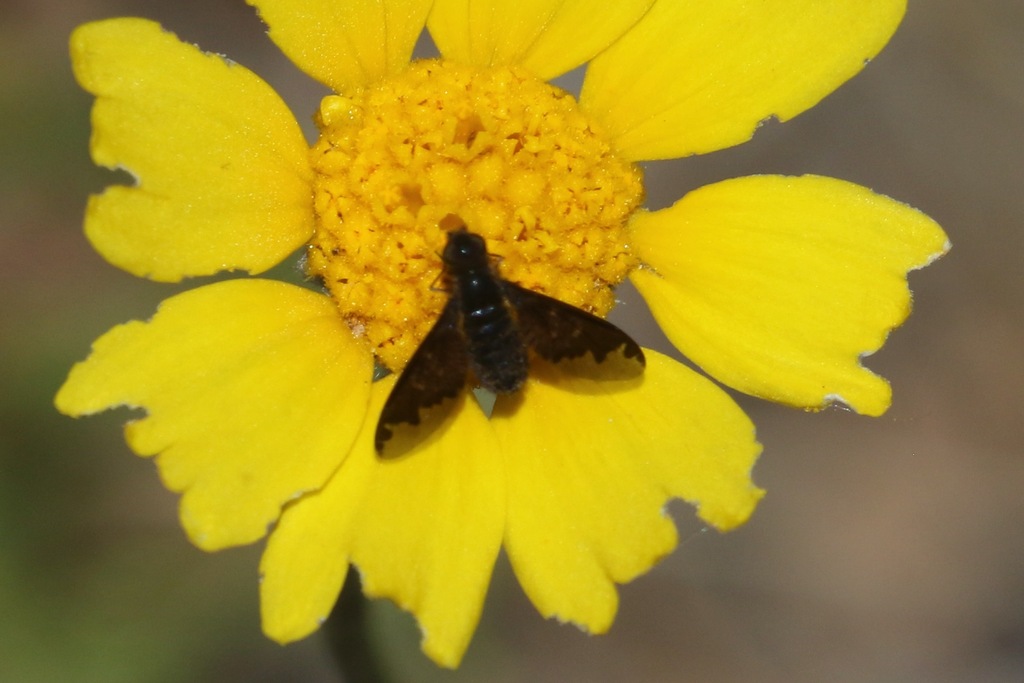 Sinuous Bee Fly from Santa Fe County, NM, USA on June 4, 2023 at 01:29 ...