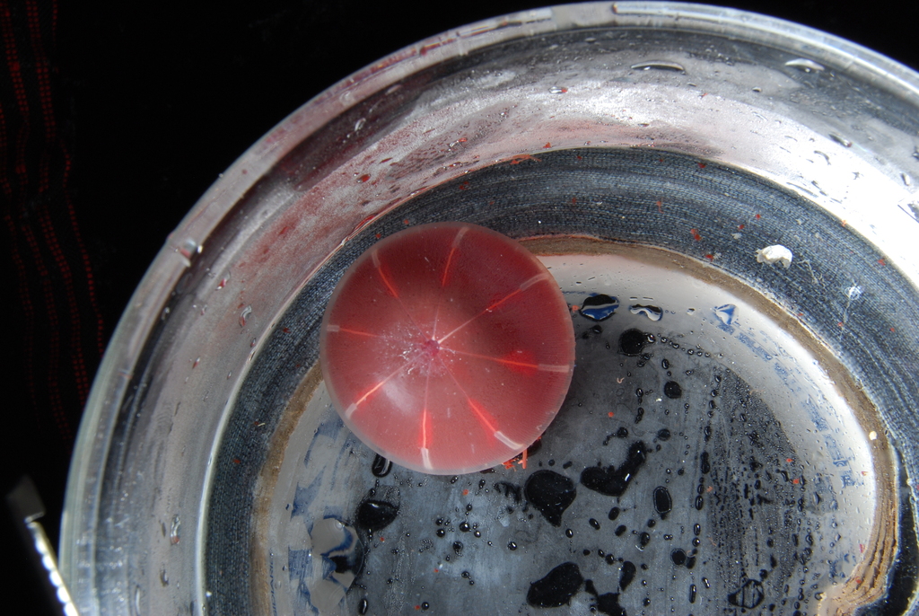 Benthocodon from Monterey Bay, CA, USA on May 20, 2014 at 07:41 PM by ...