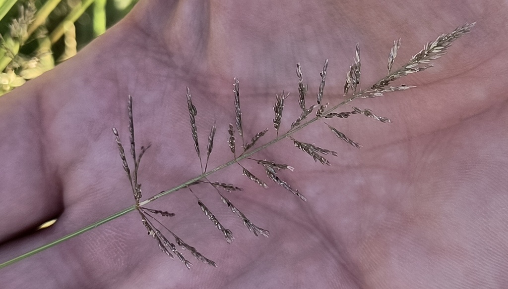 whorled dropseed from Corpus Christi, TX, US on October 16, 2023 at 06: ...