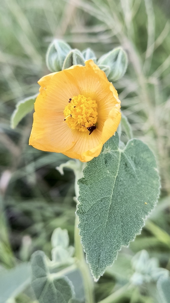 flannel weed from Corpus Christi, TX, US on October 16, 2023 at 06:22 ...