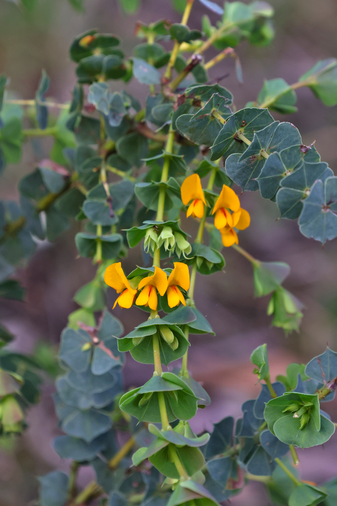 spiny bush-pea from Barjarg VIC 3723, Australia on October 5, 2023 at ...
