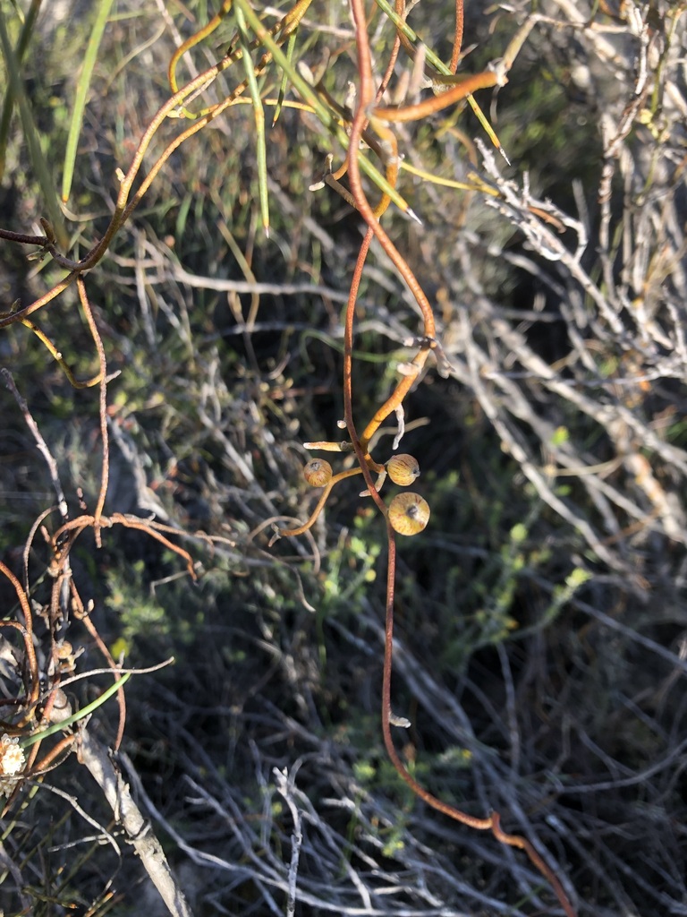 Devil's Twine from Ngarkat SA 5302, Australia on October 17, 2023 at 08 ...